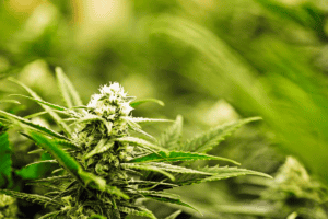 Additional Plants - Balchem
