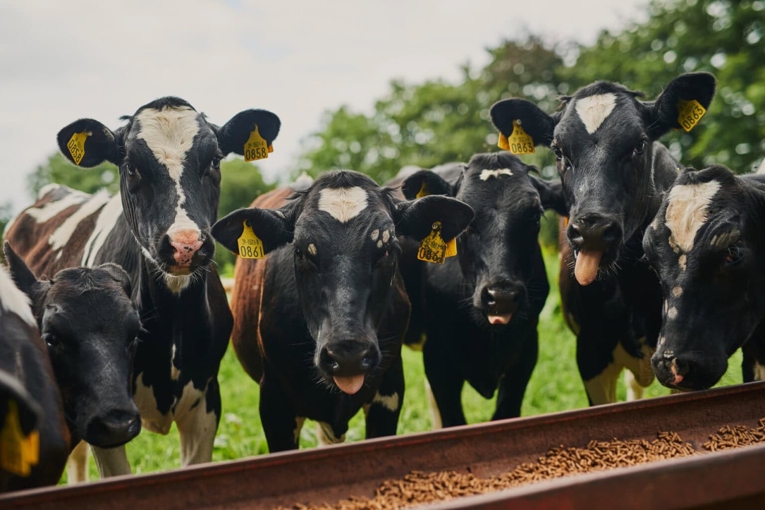 Microencapsulation - Balchem