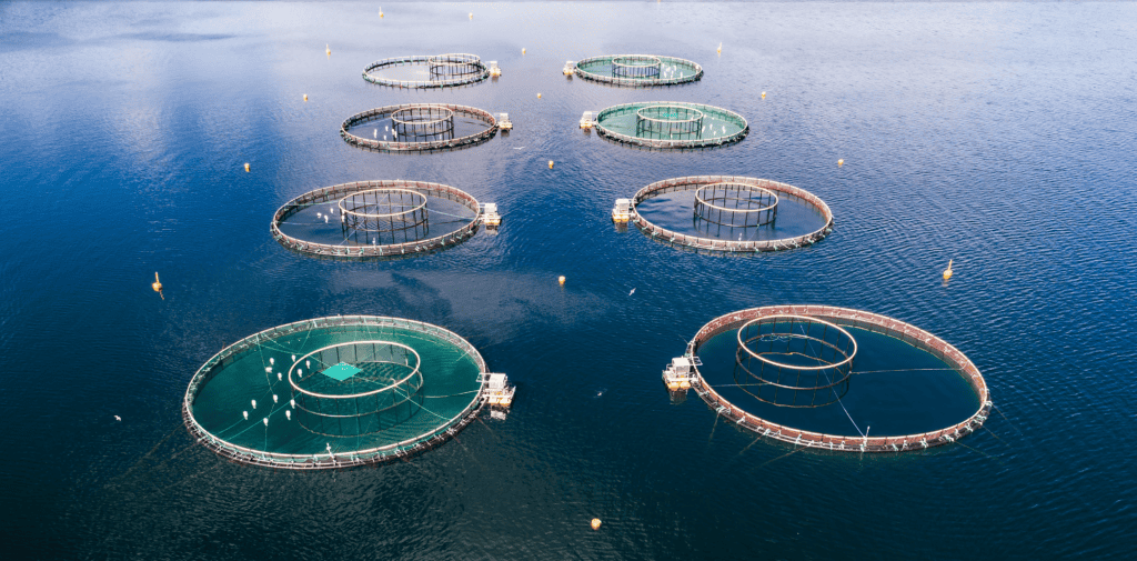 Aquaculture Nutrition Solutions for Optimal Growth
