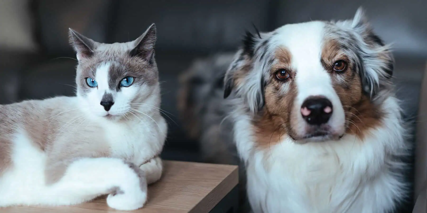 Companion Animal Health through Nutrition