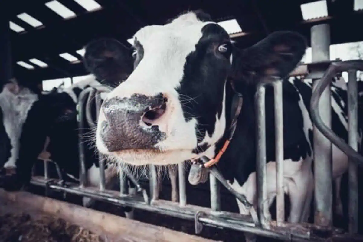 Animal Nutrition & Health - Balchem