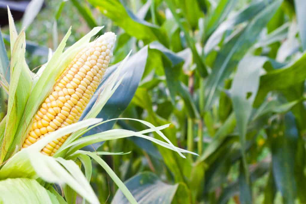 Exploring the Growing Plant Nutrition Markets - Balchem