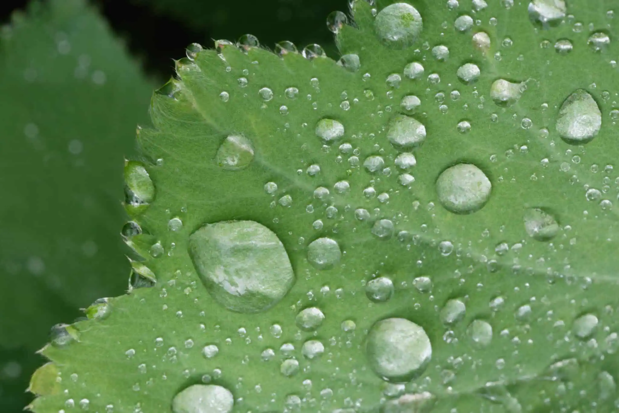 Plant Tissue Analysis: Assessing Nutrient Levels in Crops