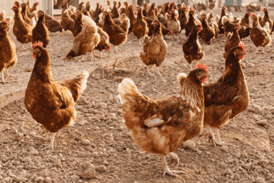 Optimizing Poultry Nutrition with Balchem Products