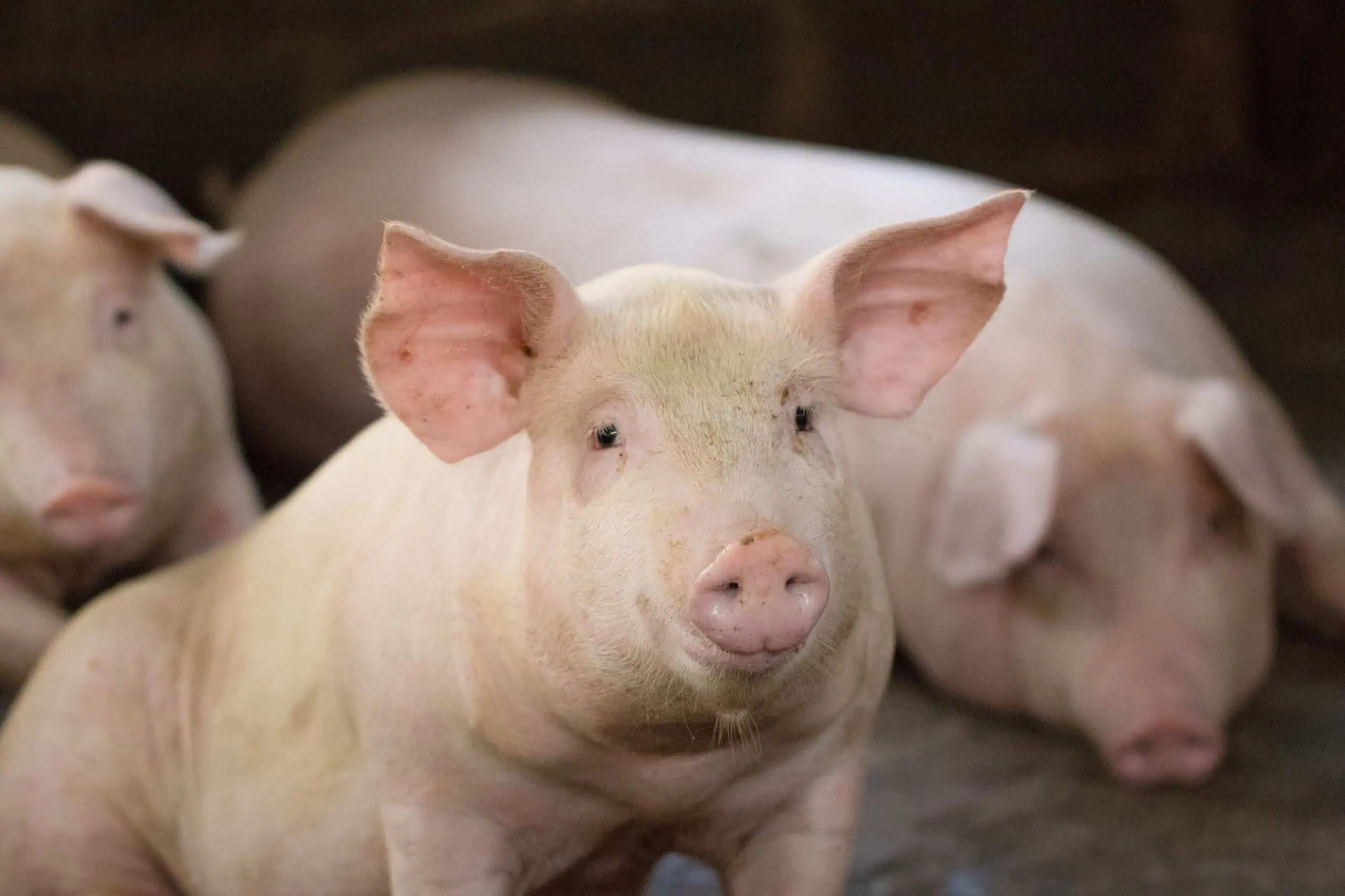 Swine Nutrition: Maximizing Health and Performance