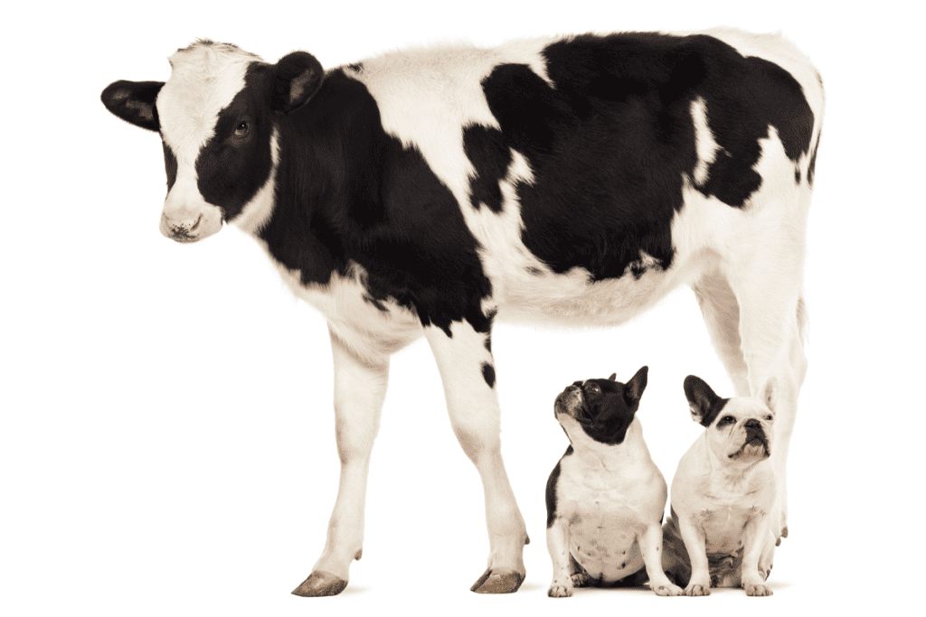 Vitashure-C: Enhanced Vitamin C for Optimal Animal Well-being