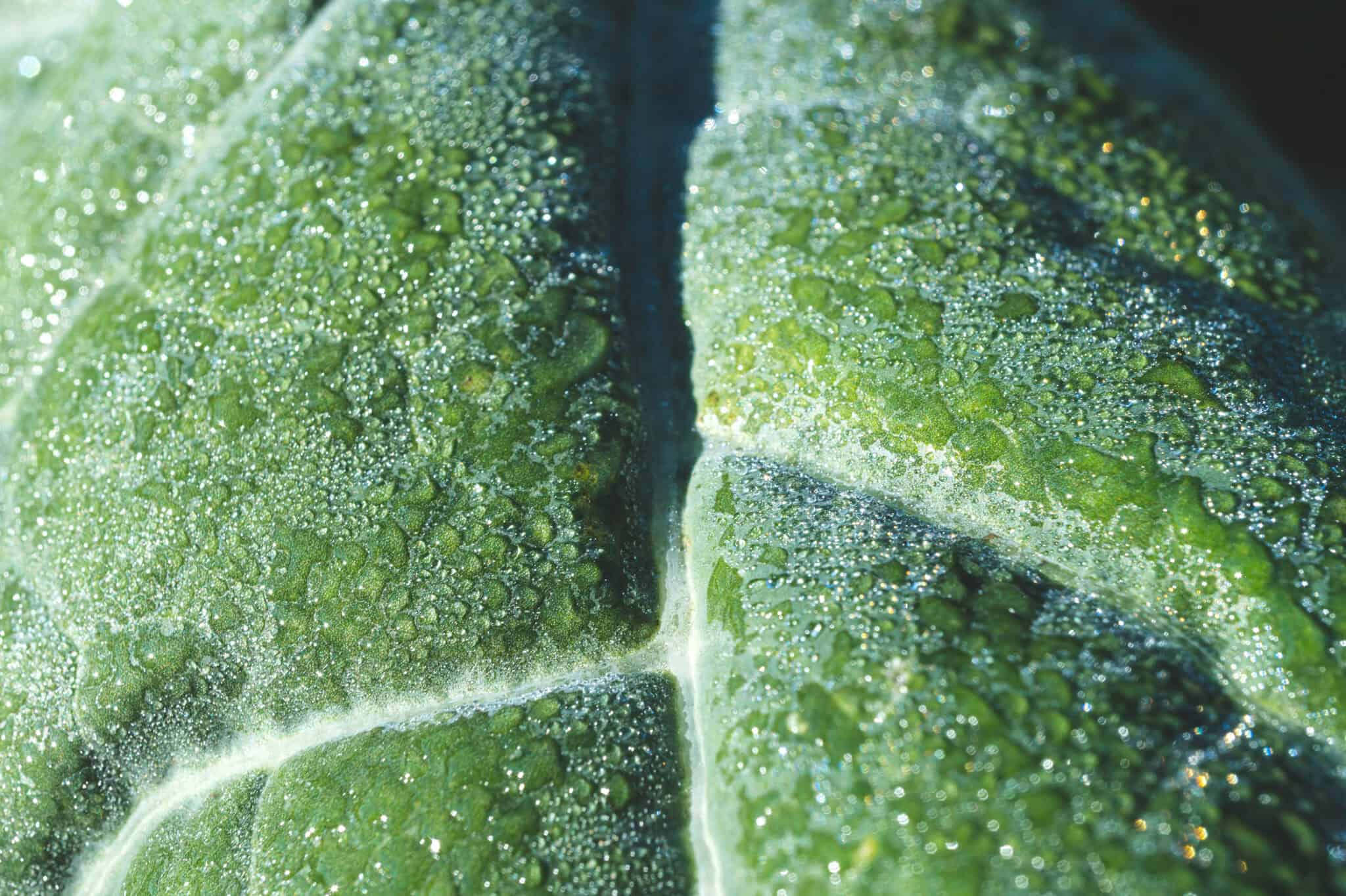 Maximizing Health with Calcium Glycinate