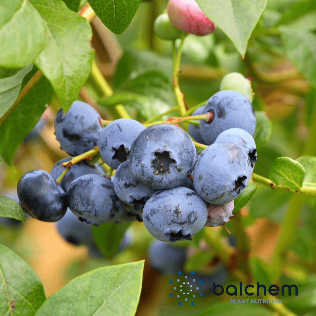 Blueberry Production with Metalosate® Calcium - Balchem