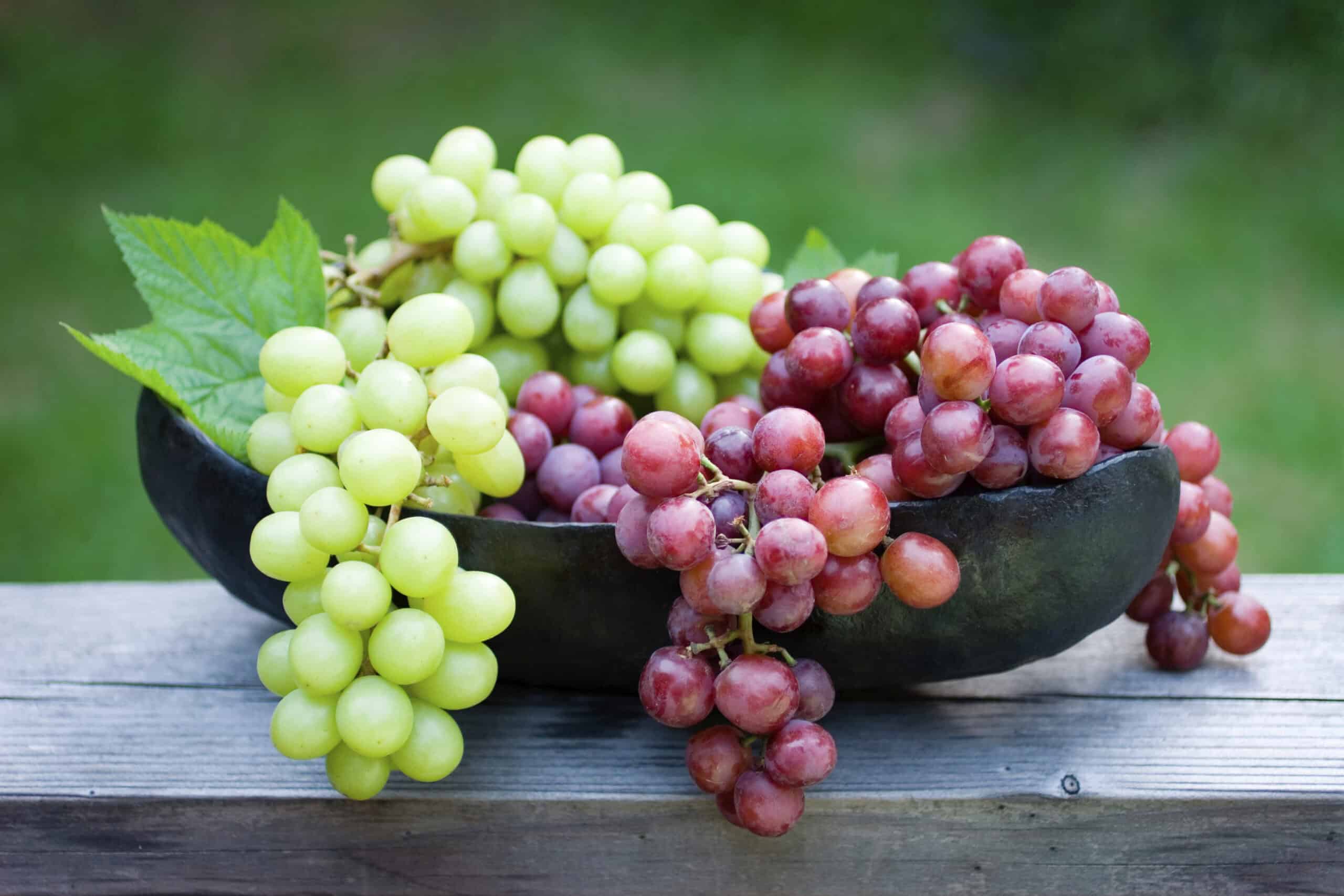 Metalosate® Calcium in Grapes - Balchem